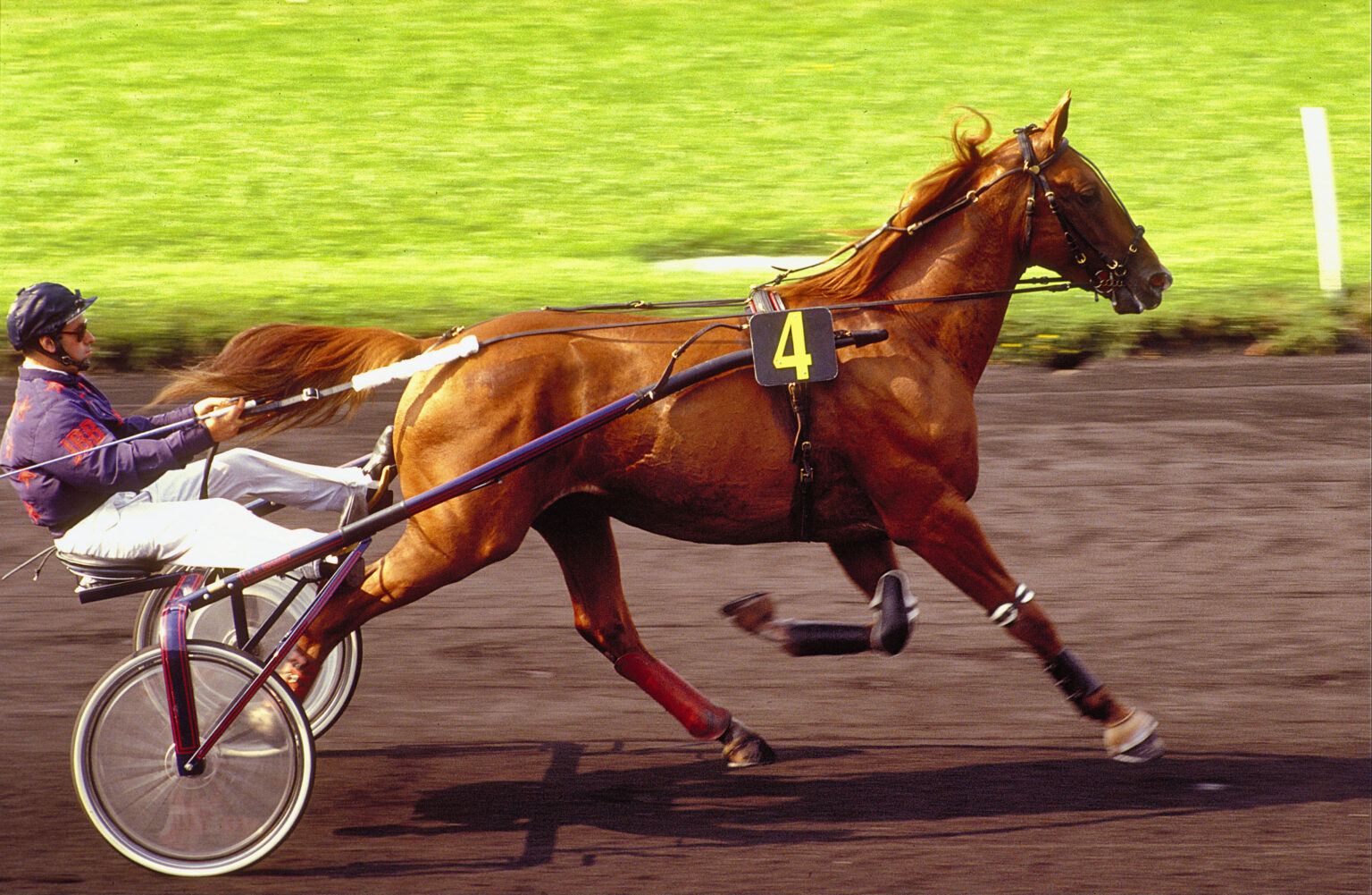 The horse who did the unthinkable – Tales of legendary trotters