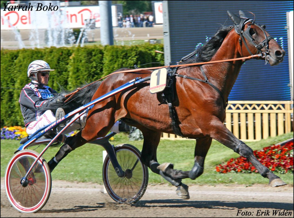 The moose – Tales of legendary trotters