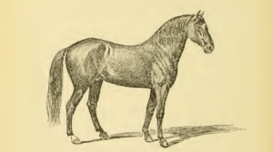 Tales of legendary trotters – Remembering the heros of yesterday