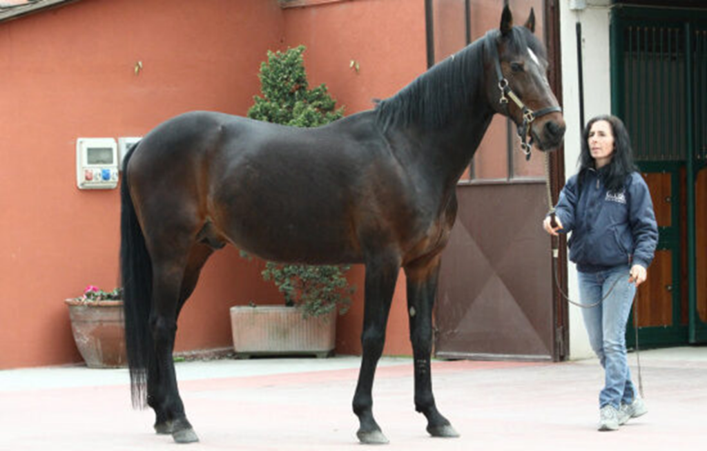 Il Capitano – Tales of legendary trotters